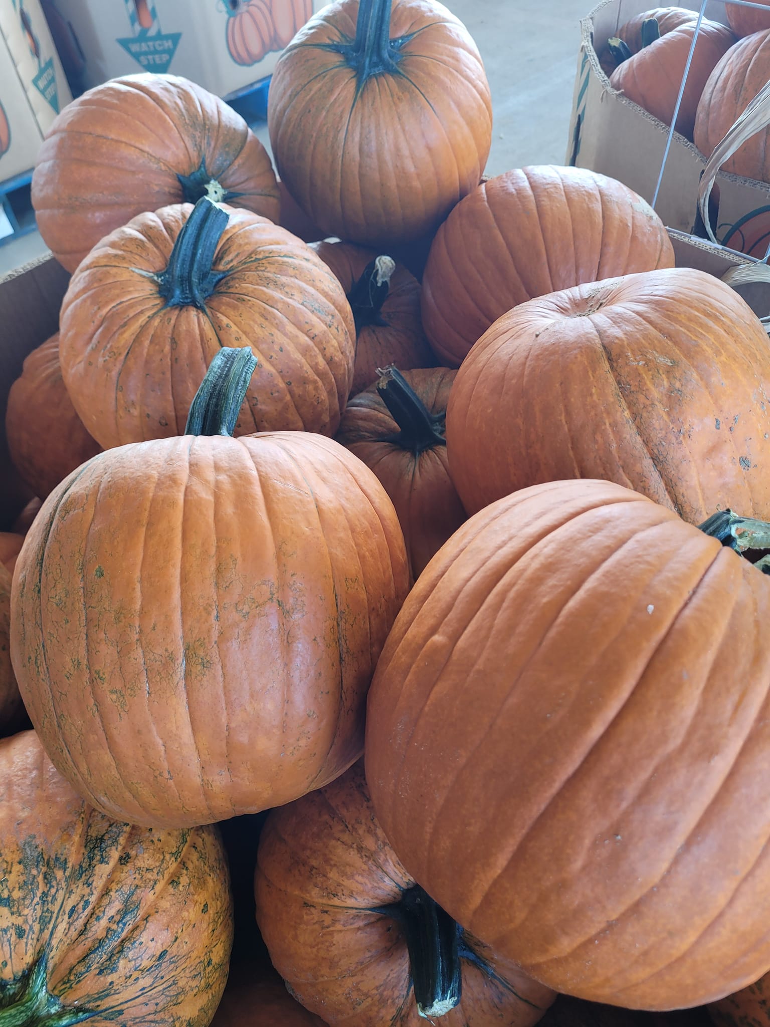 Pumpkin Patch Season Fall Activities Visit Dothan Visit Dothan pumpkin-patch-season-fall-activities-visit-dothan-visit-dothan
